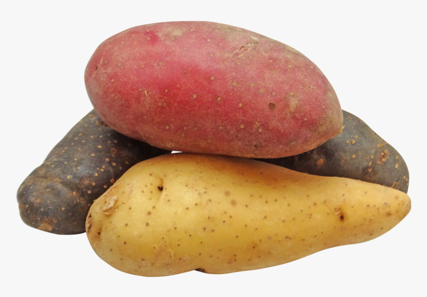 Potato Fingerling Rainbow Free Picture - Red Potatoes Transparent ...