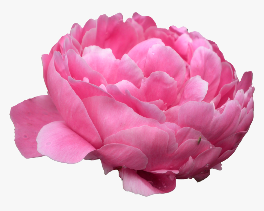 Peonies Png Photo - Peonies Png, Transparent Png , Transparent Png ...