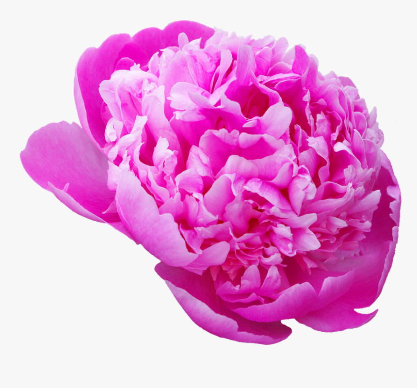 Peony, Transmission, Flowers, Pink Flower - Пион Цветок Пнг, HD Png ...