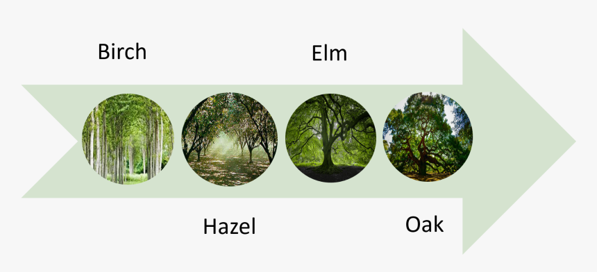 The First People Trees Diagram - Oak, HD Png Download , Transparent Png ...