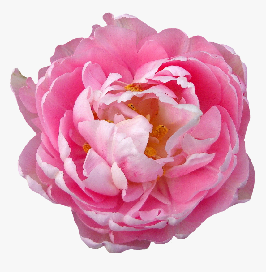 Real Bloom Flower Png, Transparent Png , Transparent Png Image - PNGitem