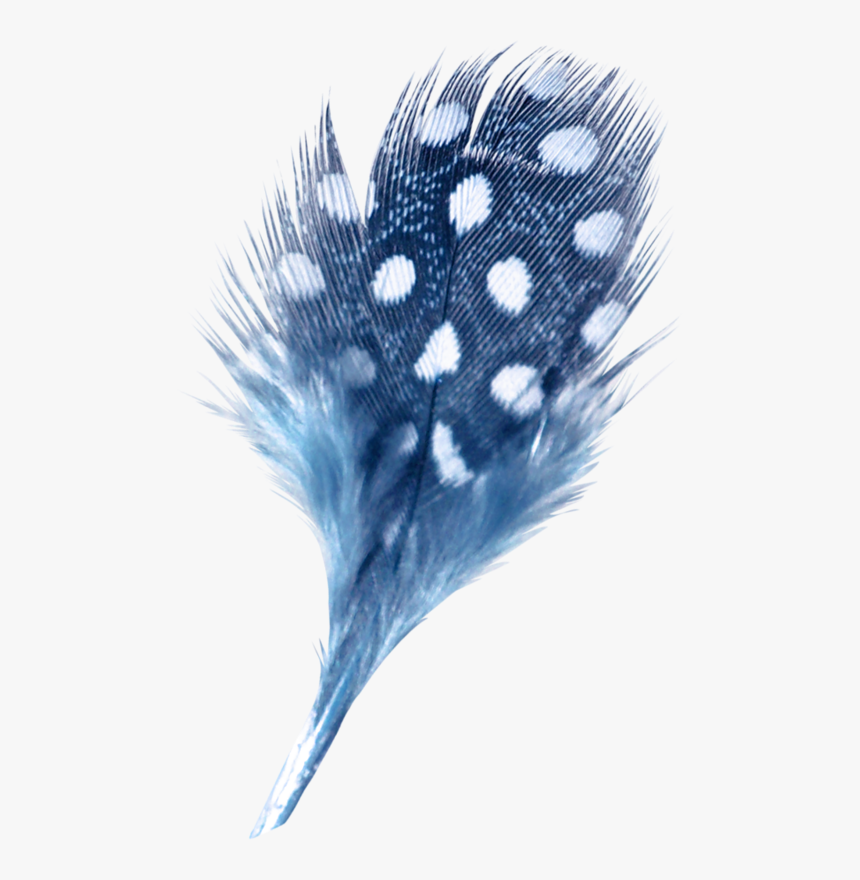 Blue Feather Transparent, HD Png Download , Transparent Png Image - PNGitem