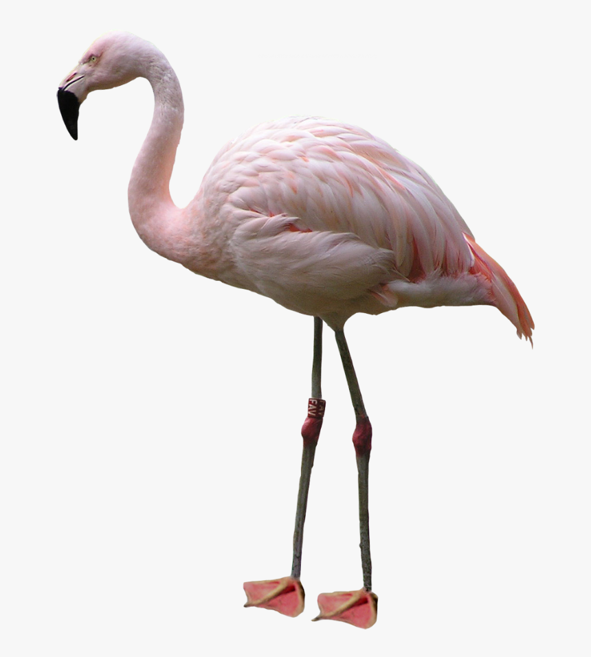 Flamingo Png, Transparent Png , Transparent Png Image - PNGitem