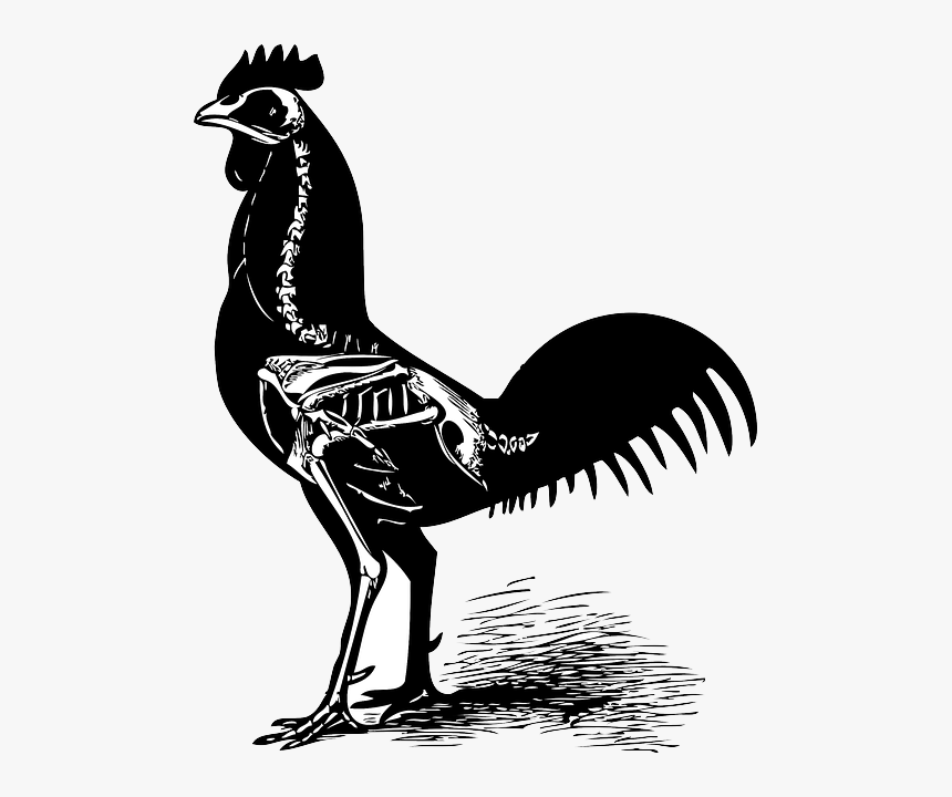 Transparent Chiken Png - Chicken Skeleton Png, Png Download ...