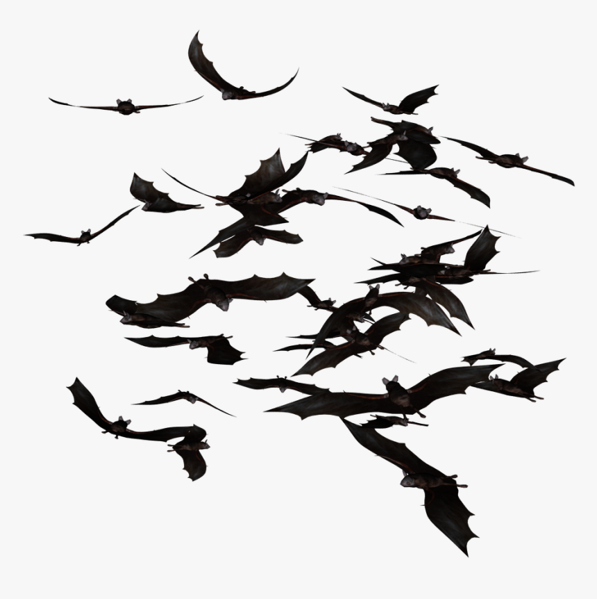 Flight, HD Png Download , Transparent Png Image - PNGitem