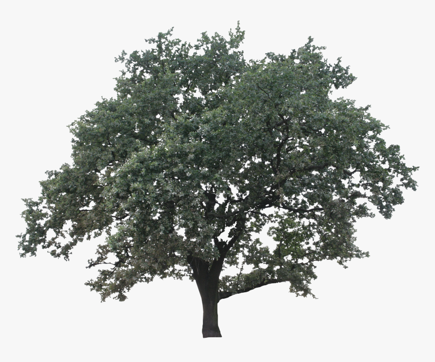 Live Oak Png - Minimalist Poster Shawshank Redemption, Transparent Png ...