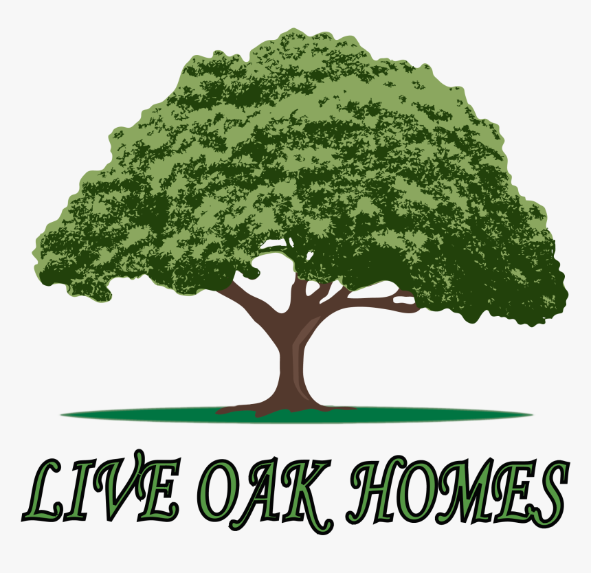 Live Oak Tree Clip Art, HD Png Download , Transparent Png Image - PNGitem