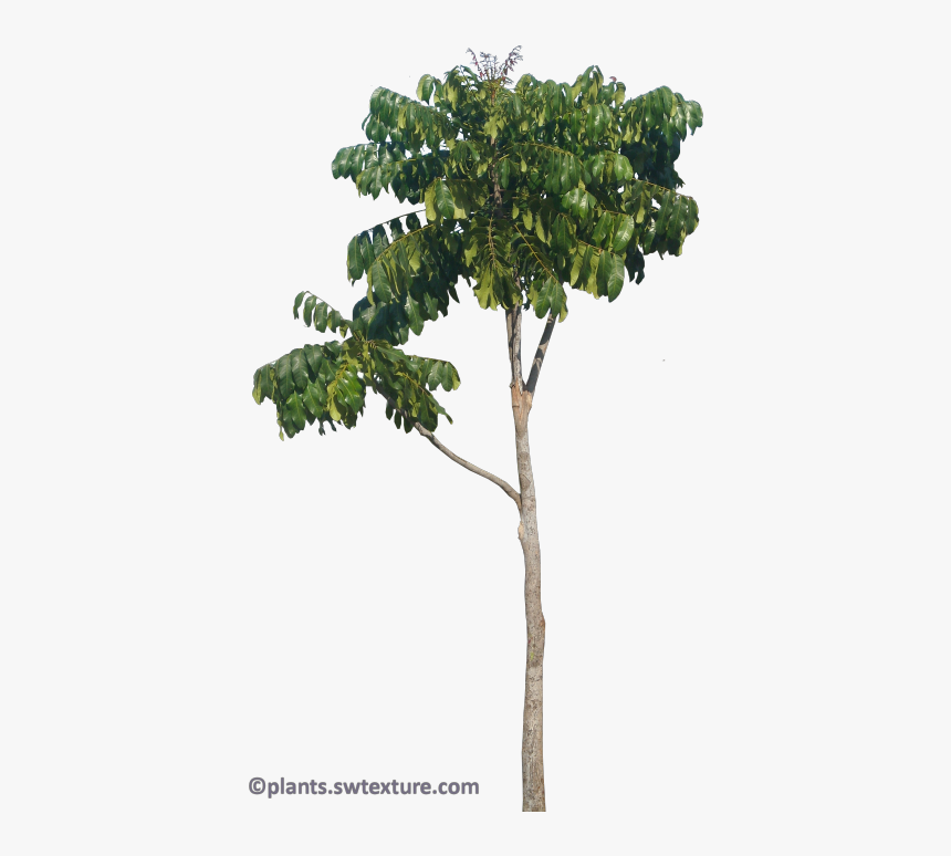 African Mahogany Tree