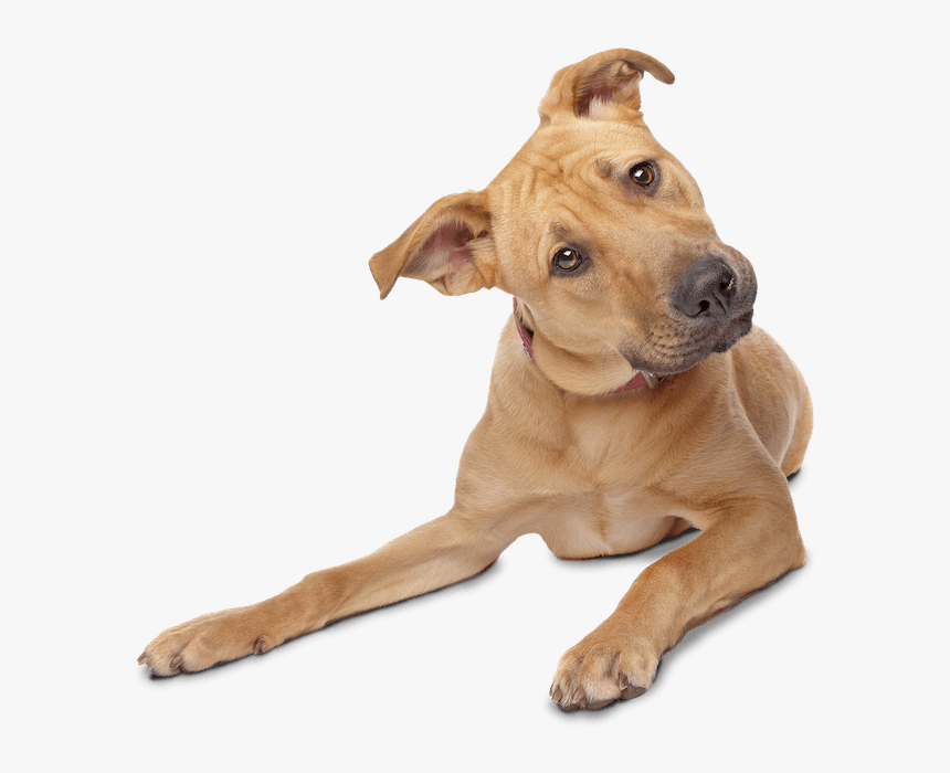 Confused Doggy - Dog Transparent Background, HD Png Download ...