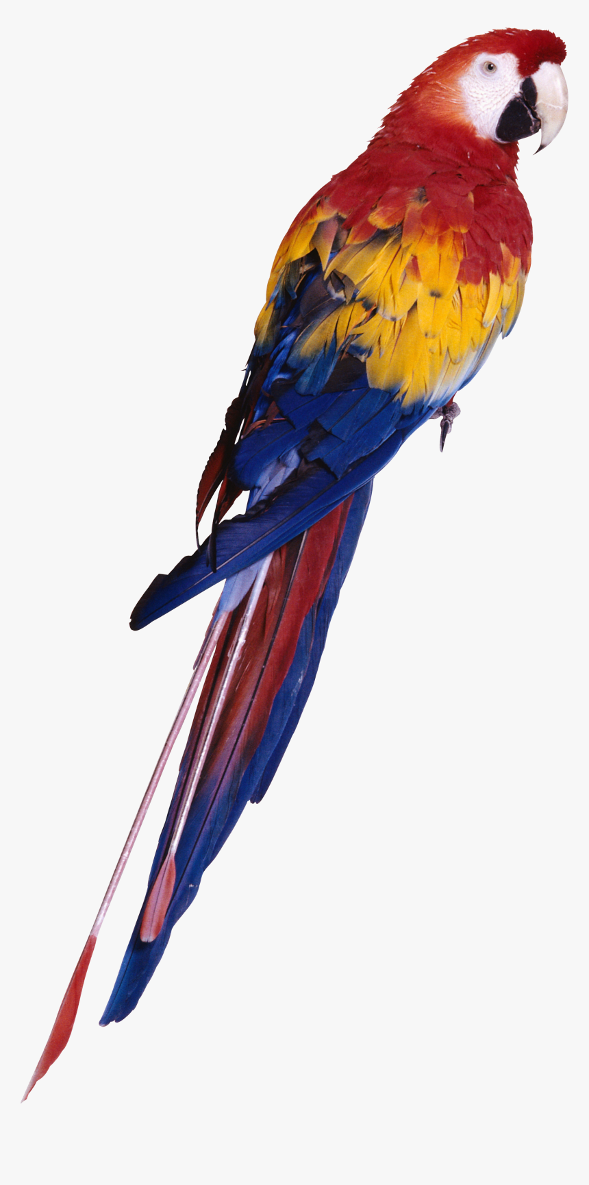 Browse And Download Parrot Png Pictures - Parrot Png Full Hd ...