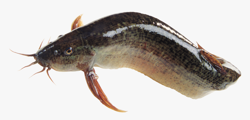 Fish Png - Magur Fish Png, Transparent Png , Transparent Png Image ...