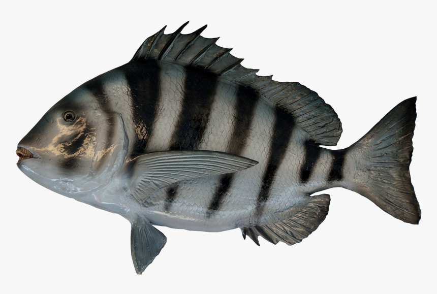 Tiger Png Transparent Image - Water Fish No Background, Png Download ...