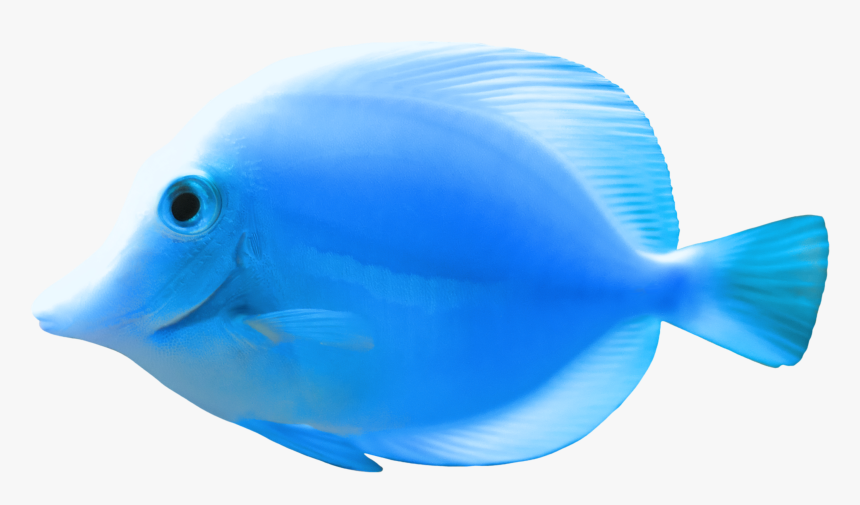 Blue Fish Png Clipart - Beautiful Blue Fish Png, Transparent Png ...