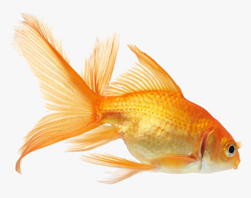 Gold Fish Png - Transparent Gold Fish Clipart, Png Download ...