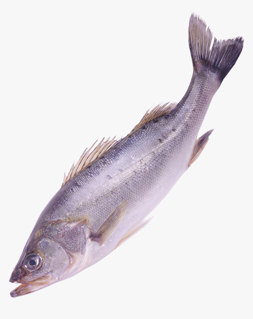 Fish Swimming Transparent Background, HD Png Download , Transparent Png ...