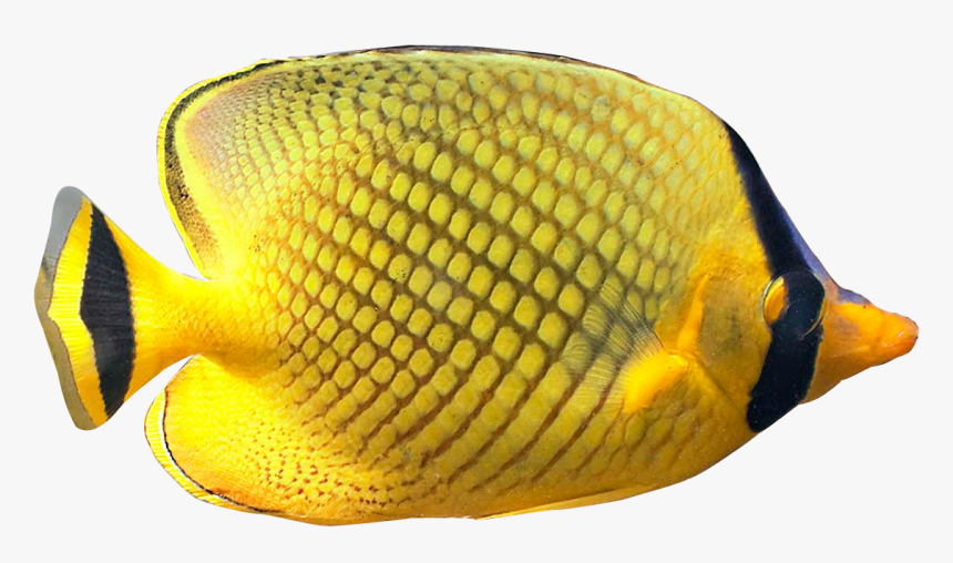 Fish Png Pic - Tropical Fish No Background, Transparent Png ...