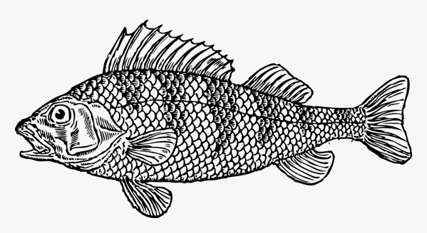 Cod, Fish, Animal, Sea, Scales, Scaly - Basic Parts Of A Fish, HD Png ...