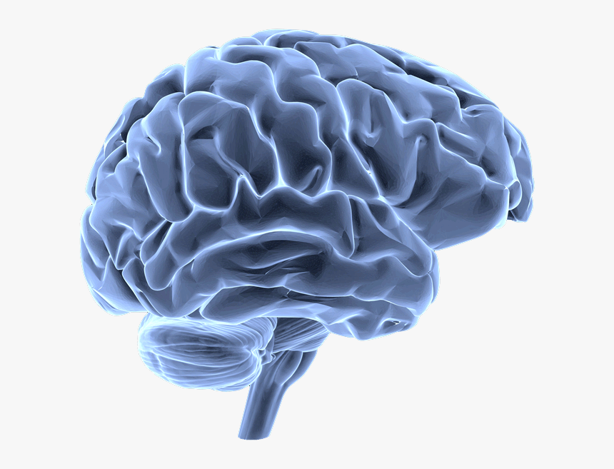 Brain - Human Face Recognition By Brain, HD Png Download , Transparent ...