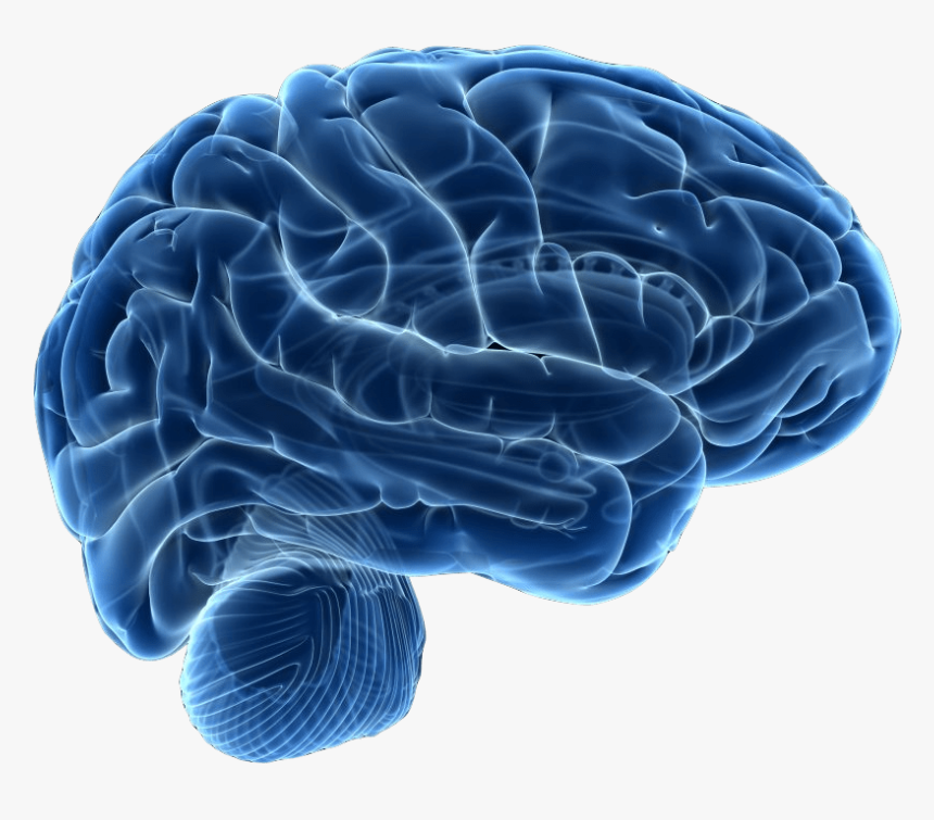 Human Brain Neuroimaging Neuroscience Therapy - Human Brain Png ...