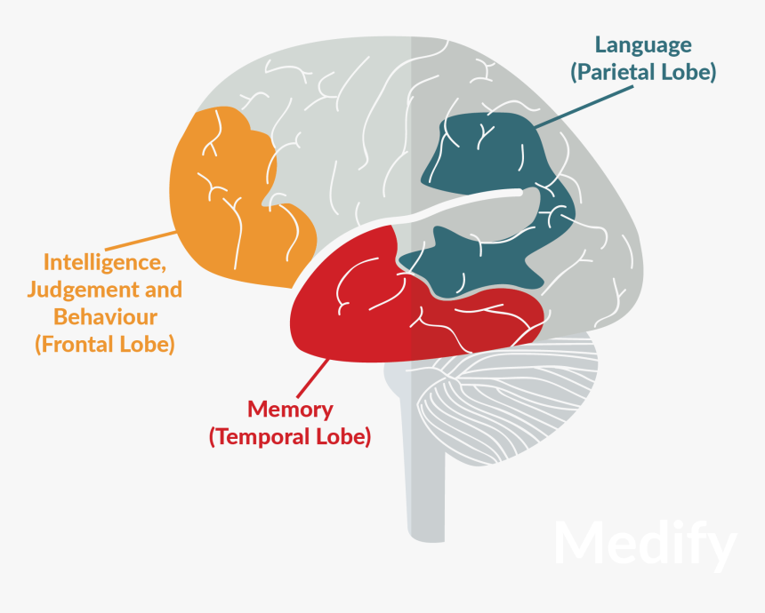 Confused Brain Png - Illustration, Transparent Png , Transparent Png ...