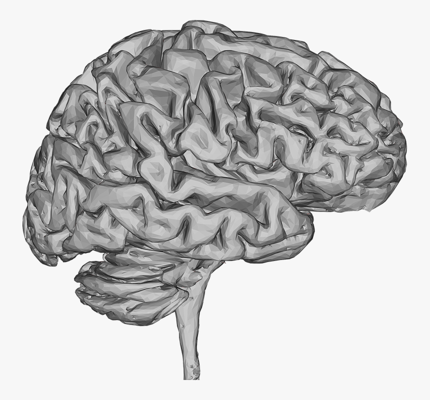 Brain, 3d, Thought, Mind, Mental, Think, Psychology, - Brain 3d Png ...