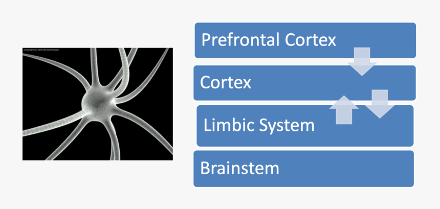 Neuro Brain - Graphic Design, HD Png Download , Transparent Png Image ...