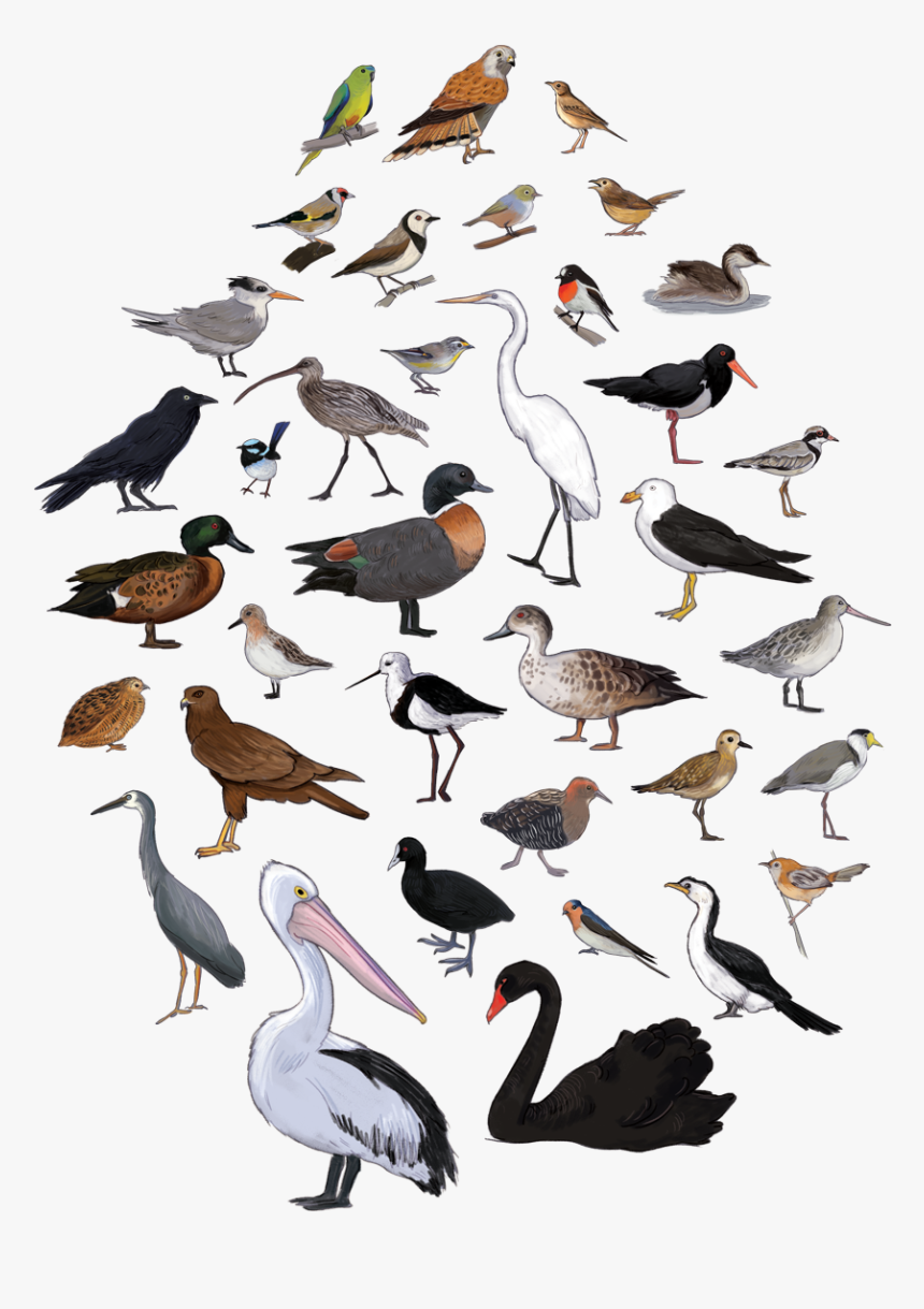 Bird Poster Cover, HD Png Download , Transparent Png Image - PNGitem