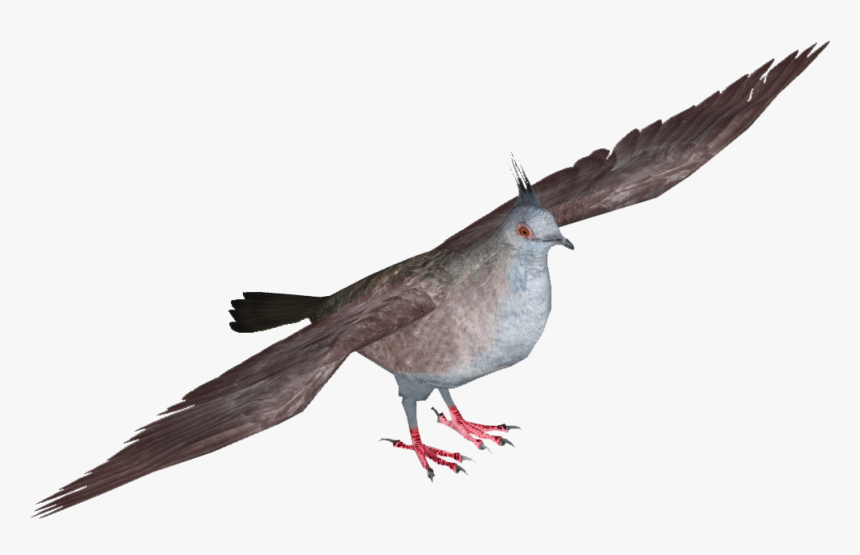 Transparent Dove Png - Stock Dove, Png Download , Transparent Png Image ...