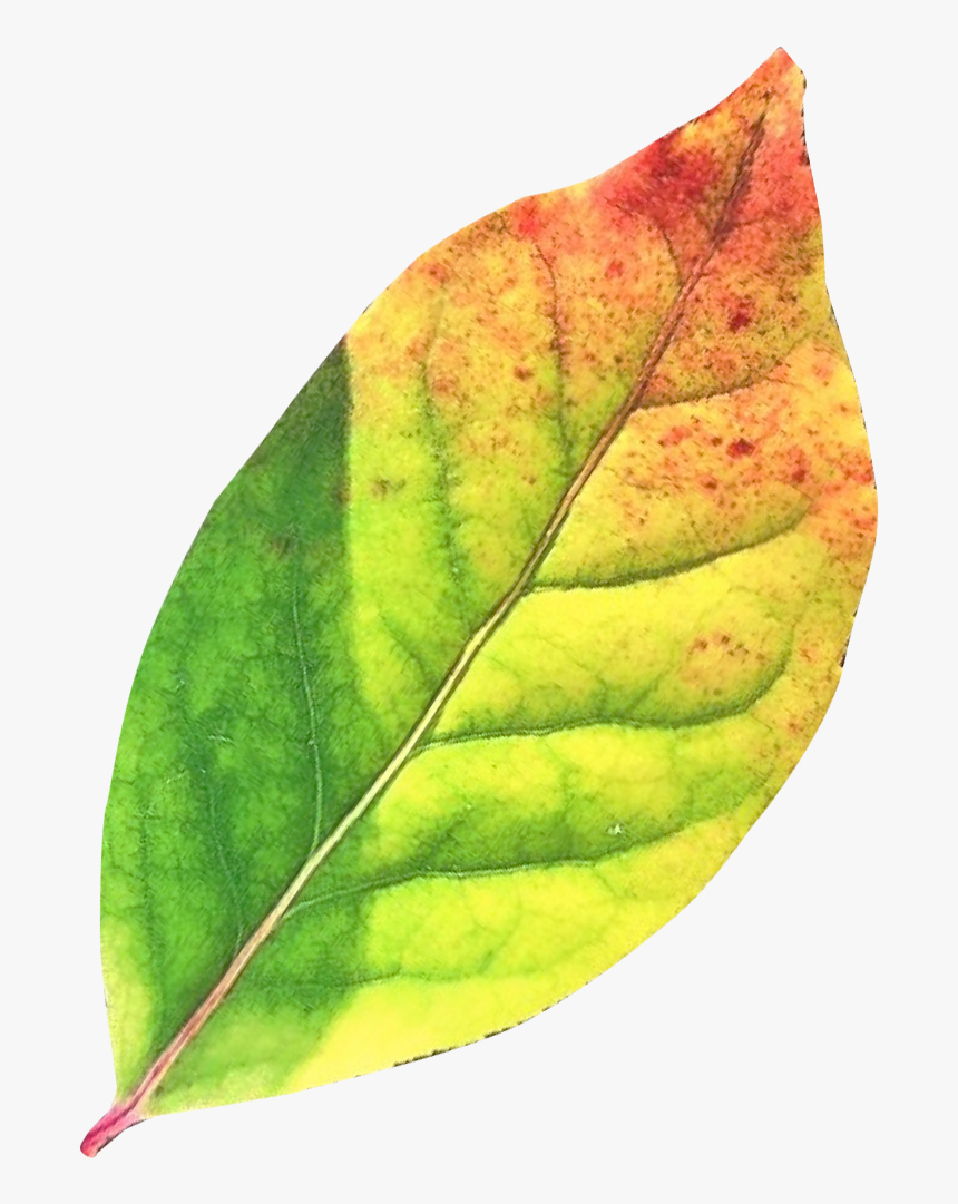 Autumn Leaf Png Transparent Image - Green Autumn Leaves Png, Png ...
