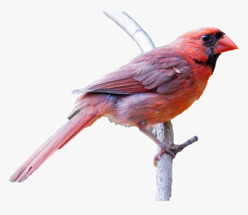 Spring Birds Png Clipart - Northern Cardinal, Transparent Png ...