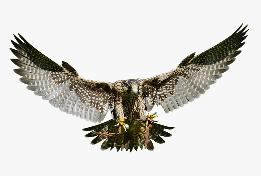 Swooping Falcon Transparent Png Image - Falcon Png, Png Download ...