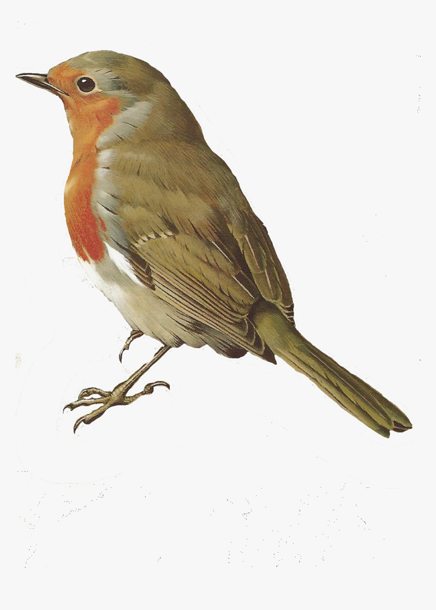 Bird Png - Bird Robin Png, Transparent Png , Transparent Png Image ...
