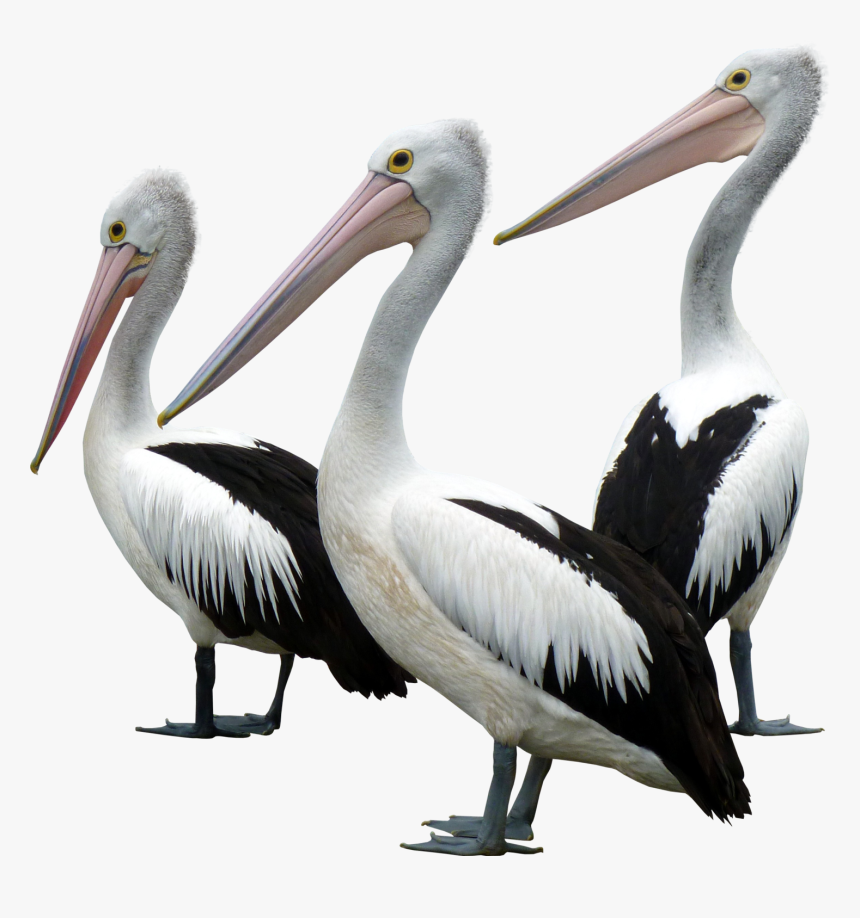 Ocean Birds Background Png - Ocean Bird Png, Transparent Png ...