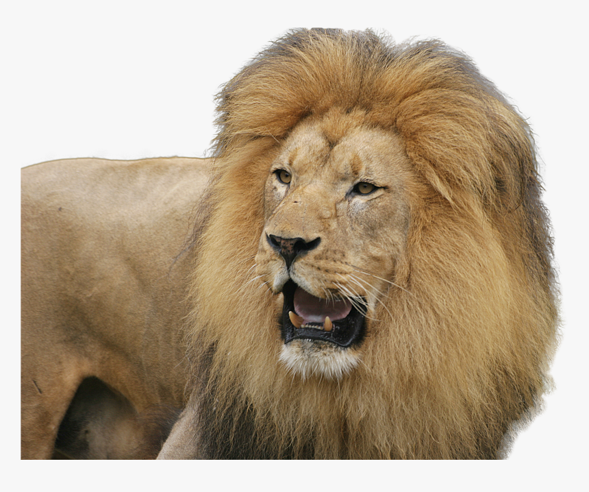 Lion Png, Transparent Png , Transparent Png Image - PNGitem