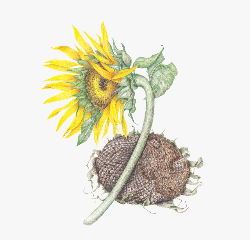 Sunflower, HD Png Download , Transparent Png Image - PNGitem