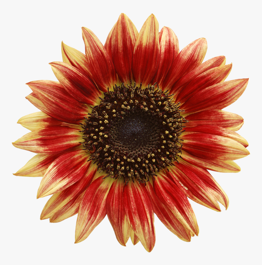 Red Sunflower Png, Transparent Png , Transparent Png Image - PNGitem