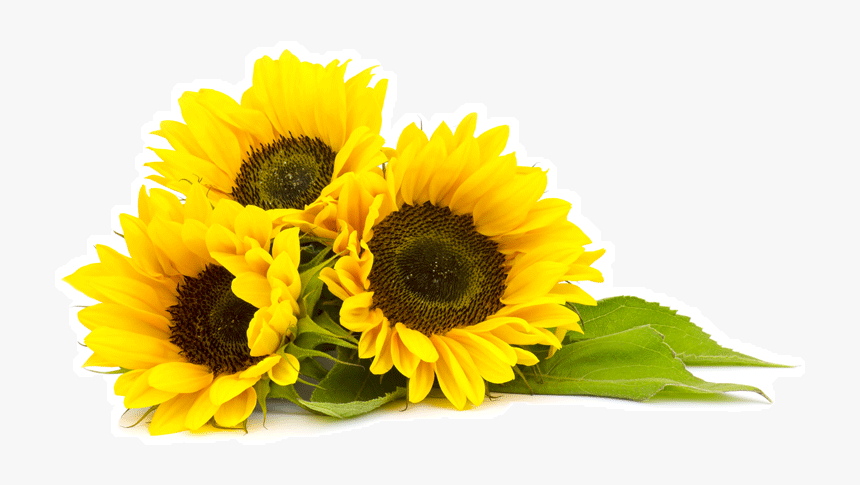 Sunflowers Png Phool - Sunflower Png, Transparent Png , Transparent Png ...