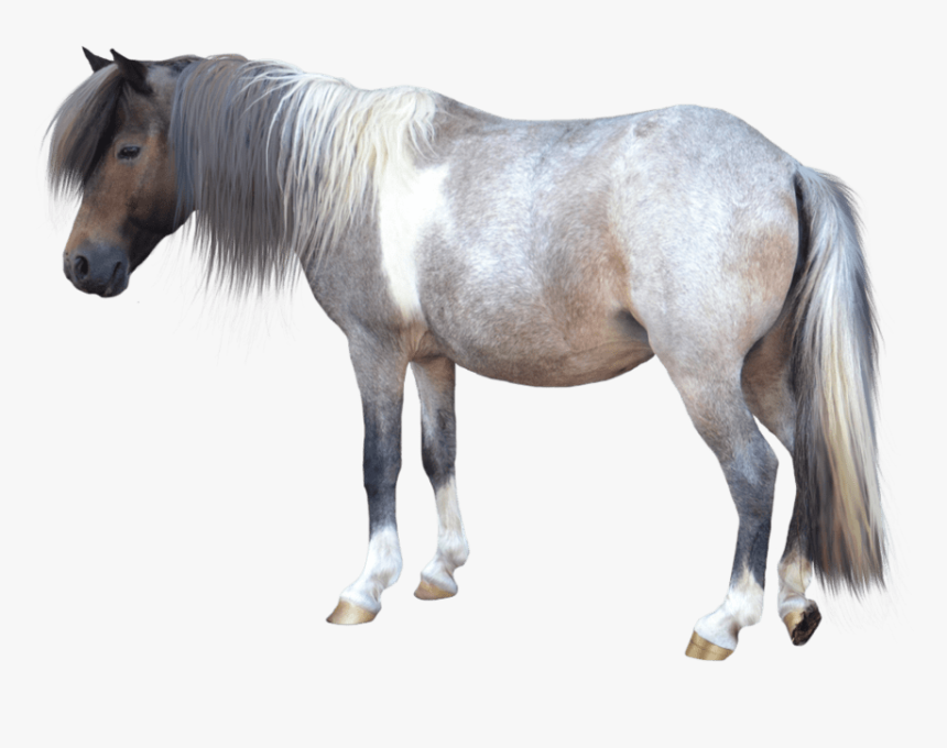 Small Horse - Transparent Background Pony Clipart, HD Png Download ...