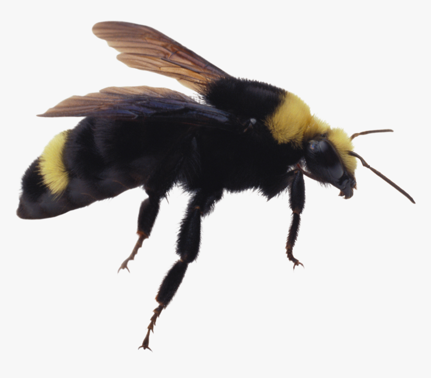 Bumble Bee Insect Png, Transparent Png , Transparent Png Image - PNGitem