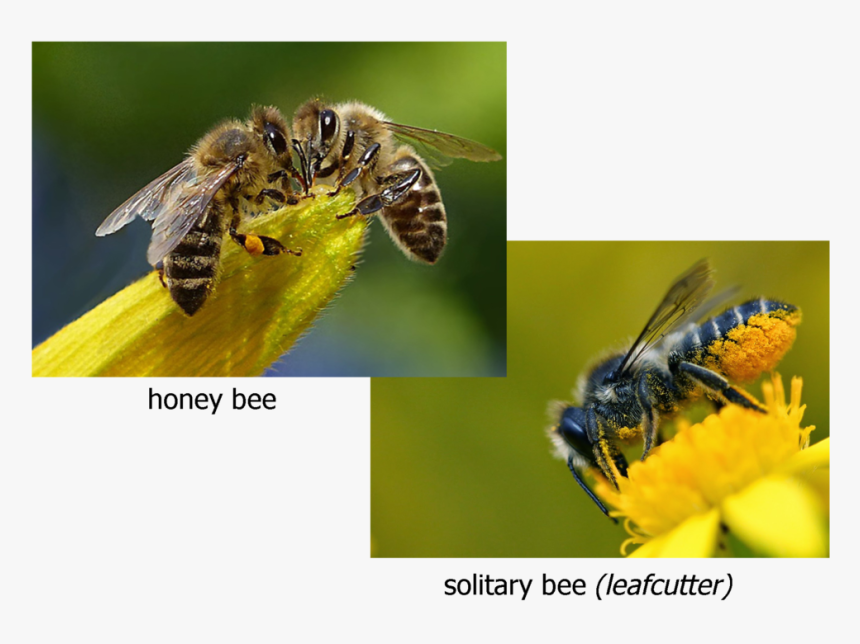 And (photo - Native New York State Bees, HD Png Download , Transparent ...