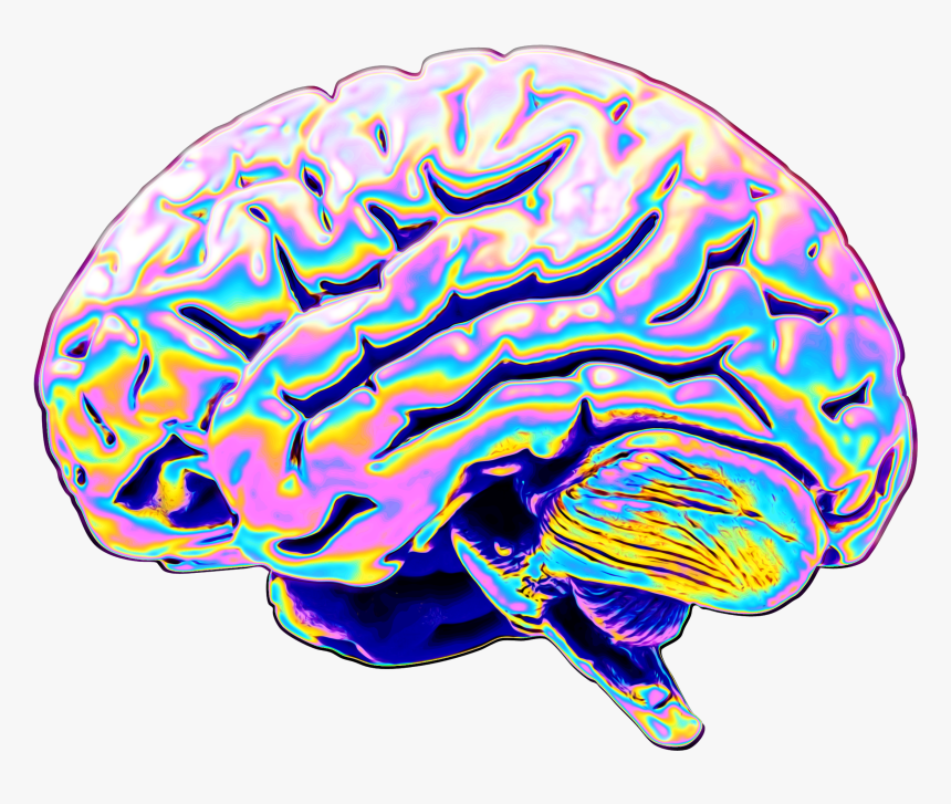 Cartoon Parietal Lobe, HD Png Download , Transparent Png Image - PNGitem