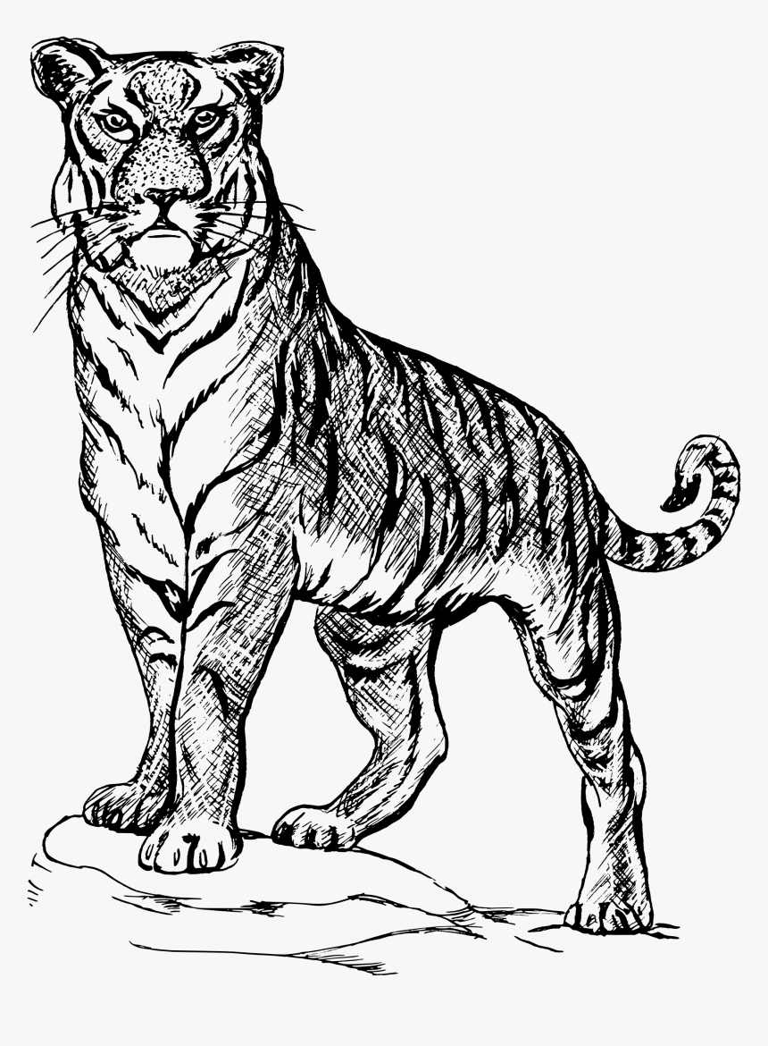 Tiger Png Clipart - Outline Images Of National Symbols, Transparent Png ...