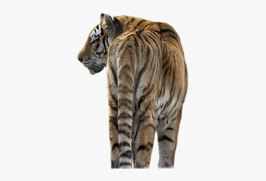 Tiger Playing Transparent Background, HD Png Download , Transparent Png ...