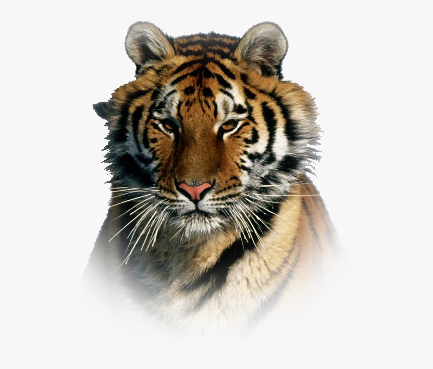 Siberian Tiger Taiga, HD Png Download , Transparent Png Image - PNGitem