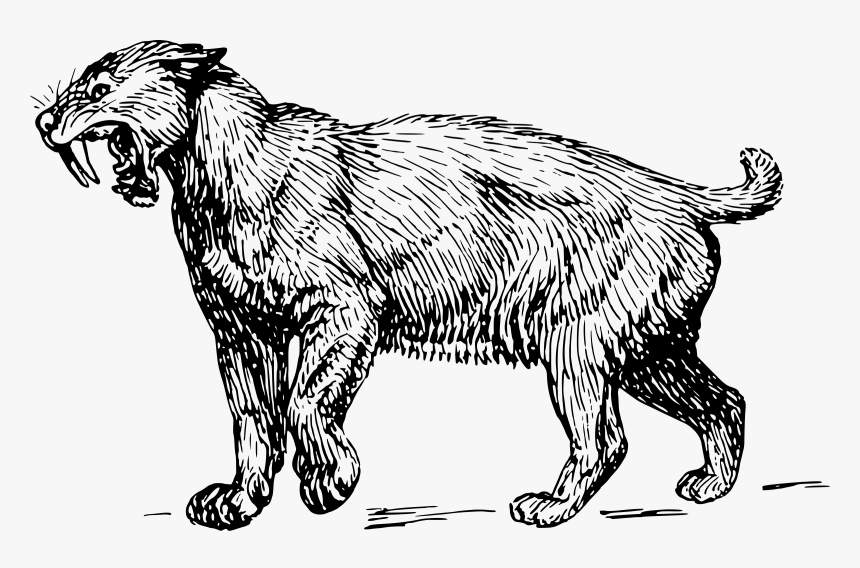 Sabre-toothed Tiger Clip Arts - Saber Tooth Transparent Black And White ...