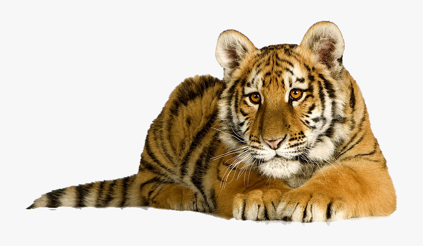 Tiger Png Photo - Cute Tiger, Transparent Png , Transparent Png Image ...