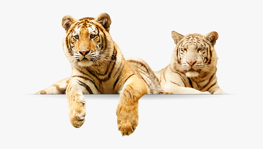 Tigers - Tigers Png, Transparent Png , Transparent Png Image - PNGitem