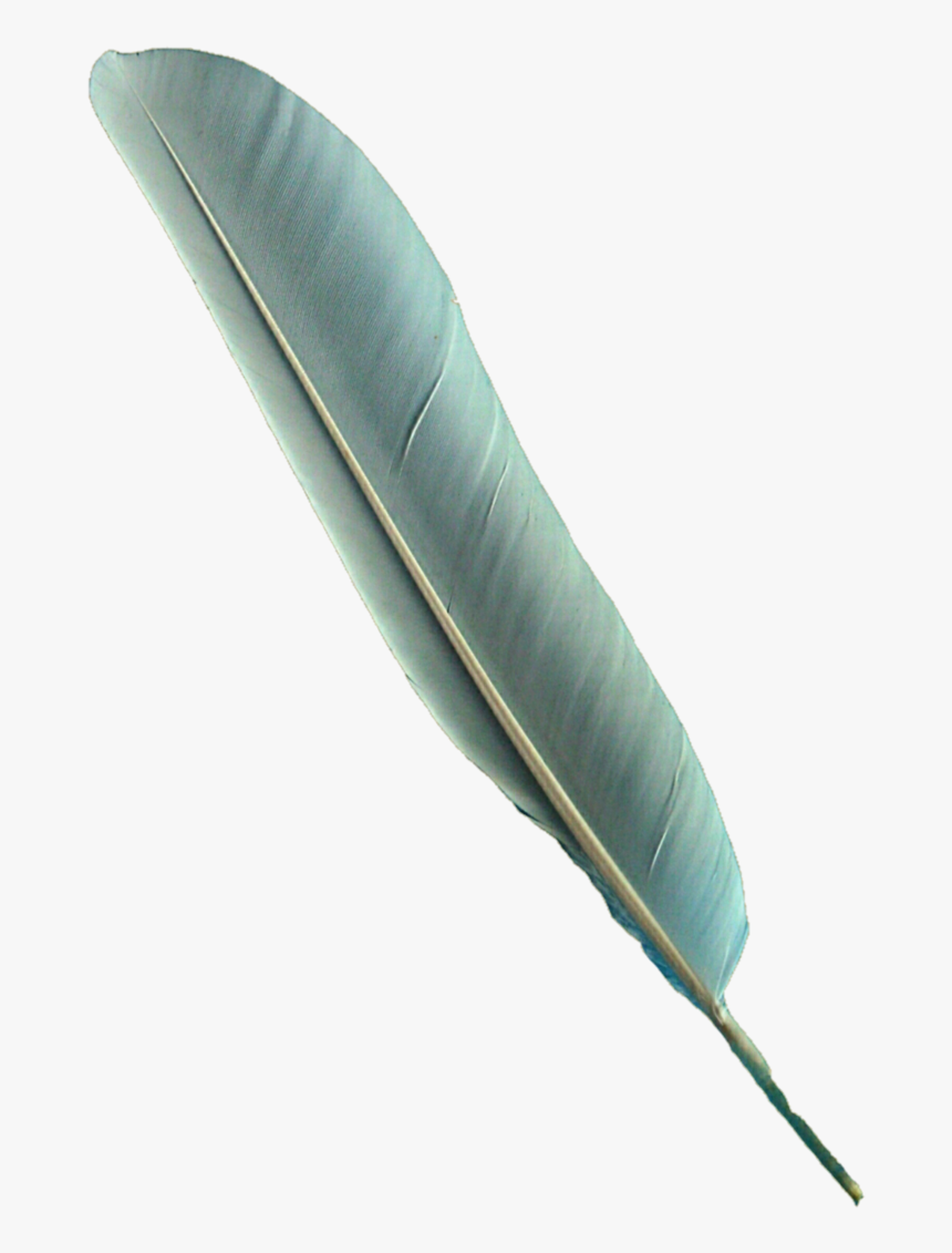 Bird Feathers Png - Feather Bird Pen Png, Transparent Png , Transparent ...