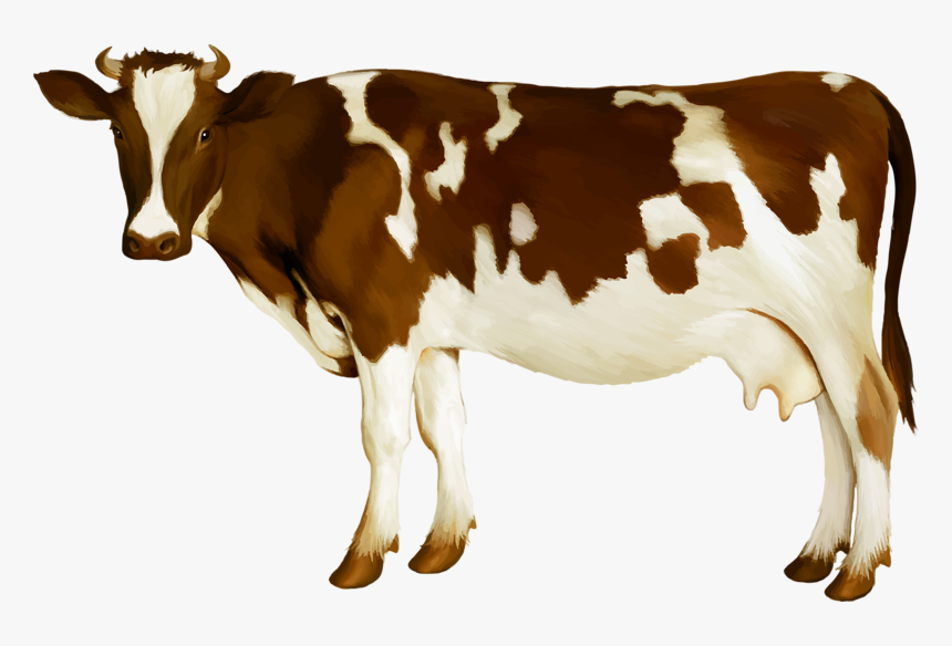 Simmental Cattle Milk Dairy Cattle Calf - Dairy Cow, HD Png Download ...