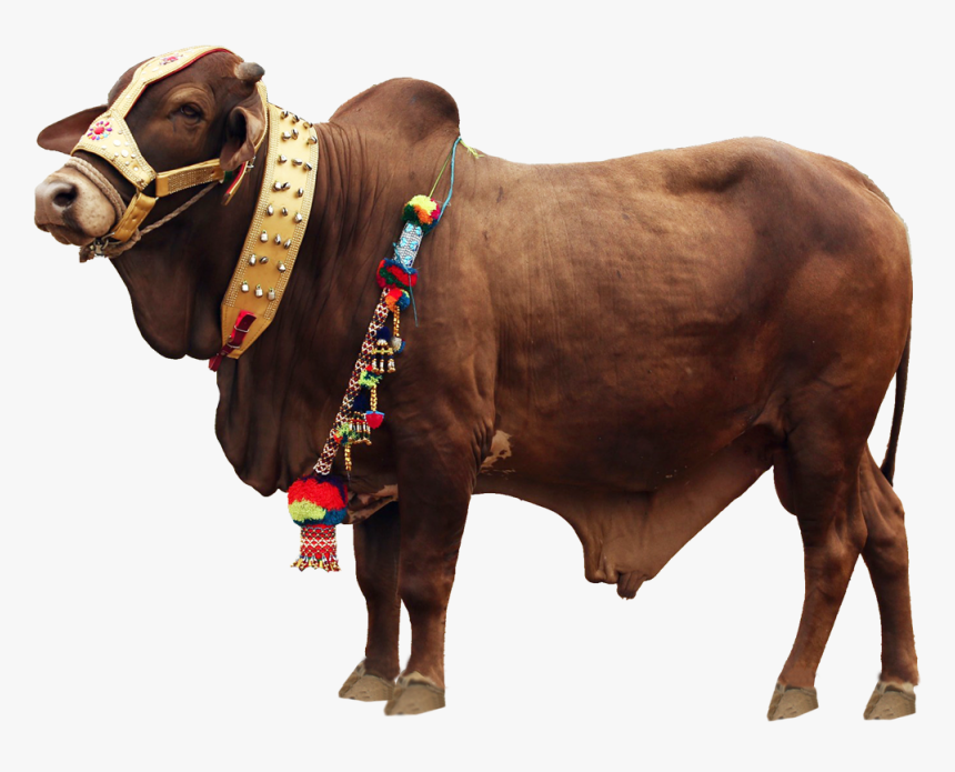 Qurbani Cow